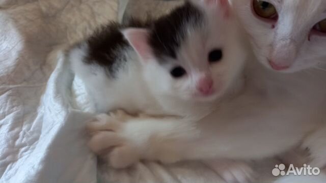 Норвежская лесная кошка мама с малышом