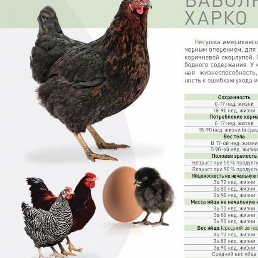 Куры молодки несушки
