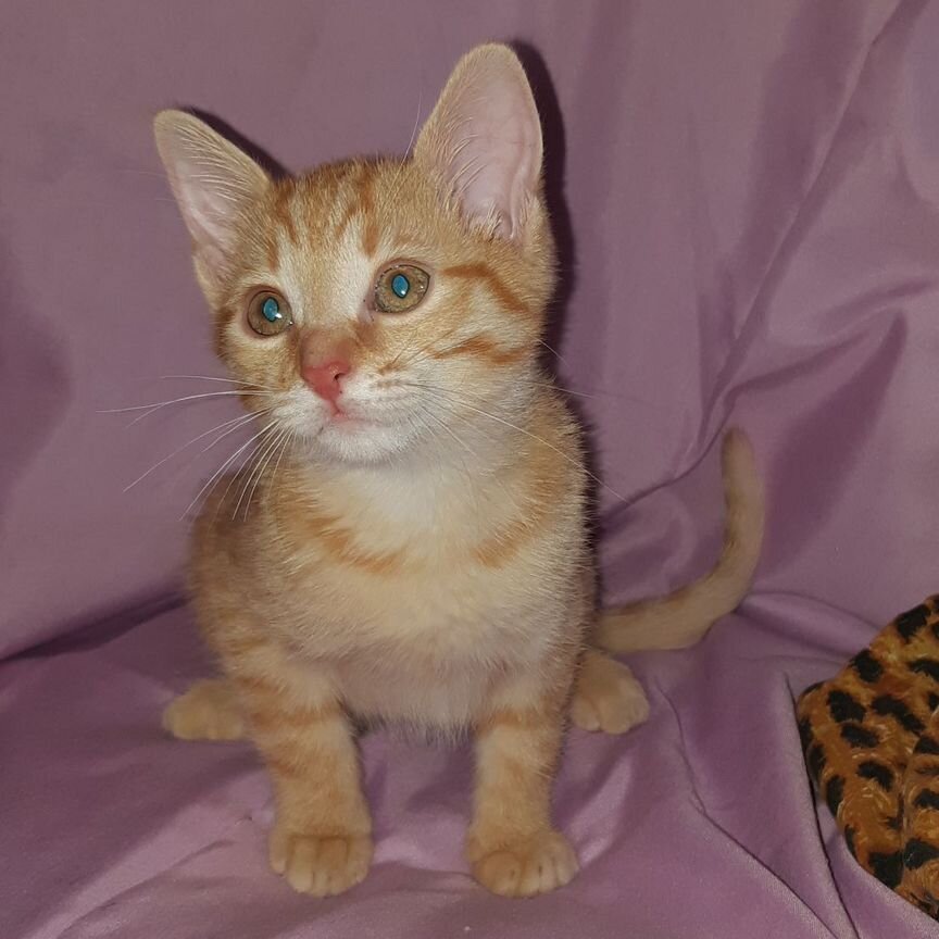 Отдам в добрые руки