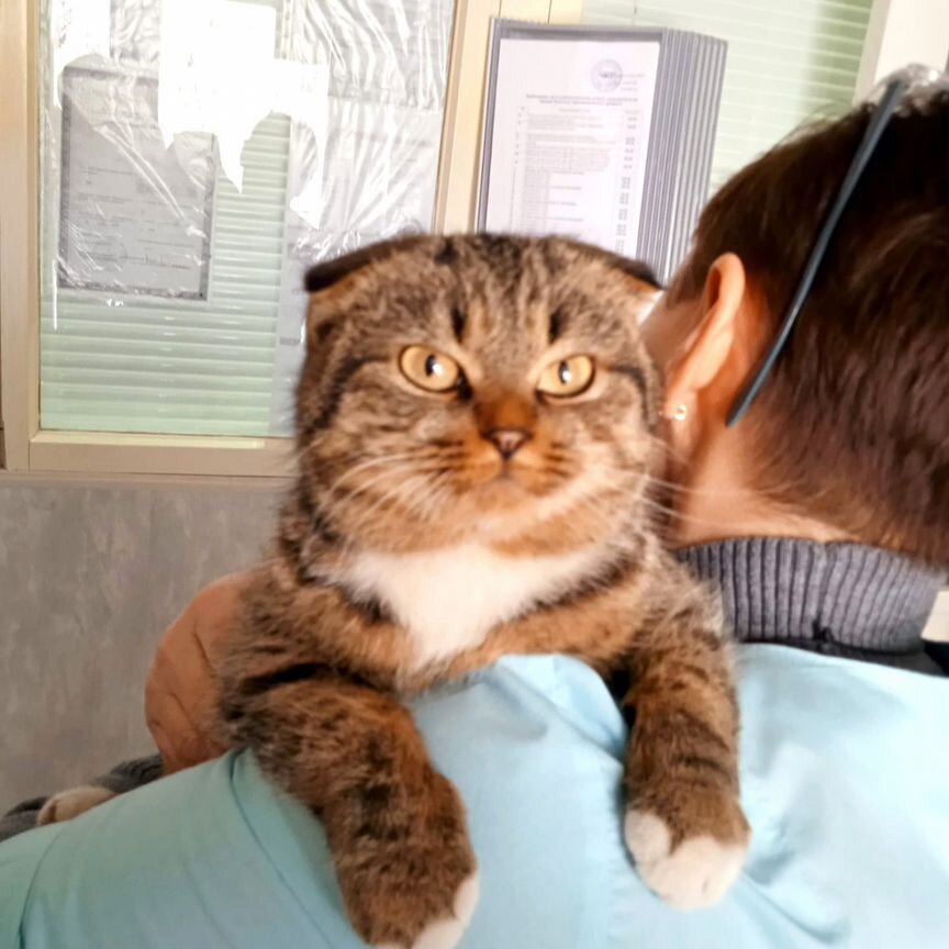 Кошечка в добрые руки