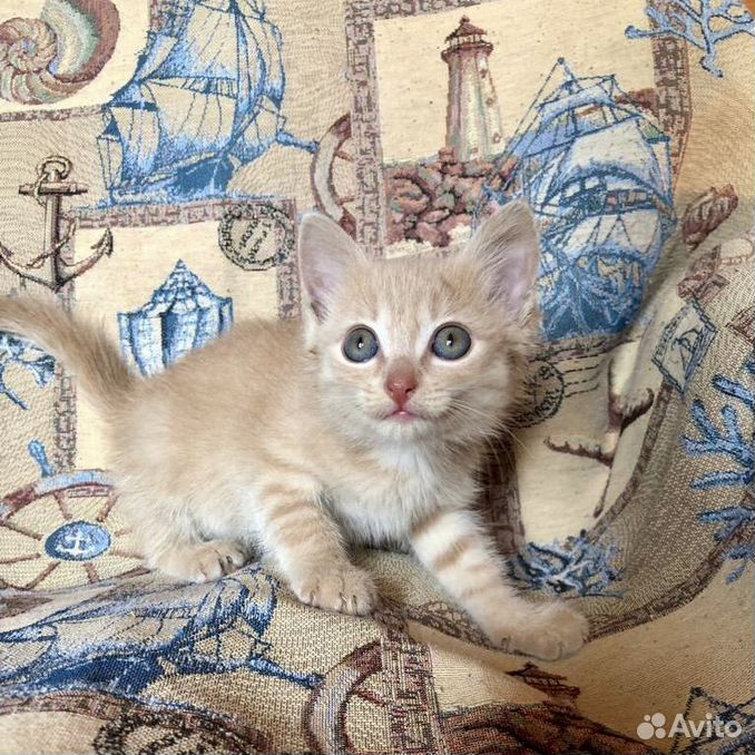 Сладкий персиковый котенок-мальчик