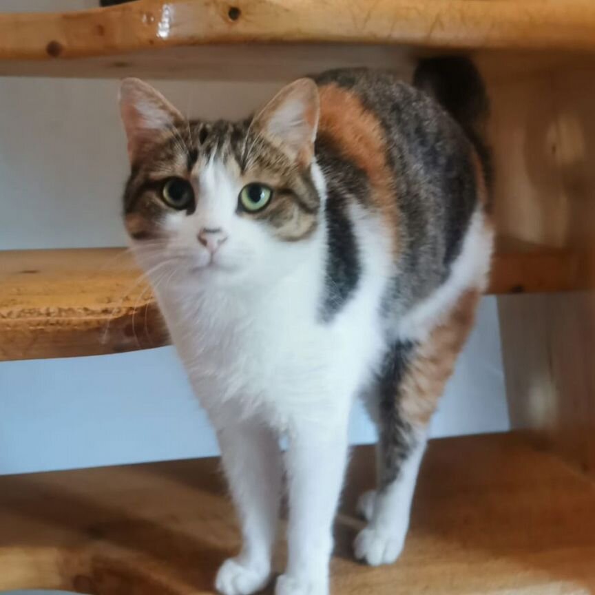 Кошка в добрые руки