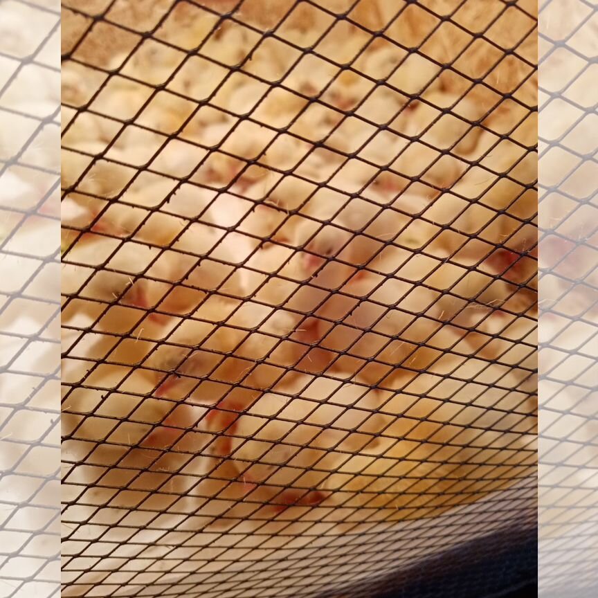 Цыплята бройлеры суточные. Корм пкрина старт