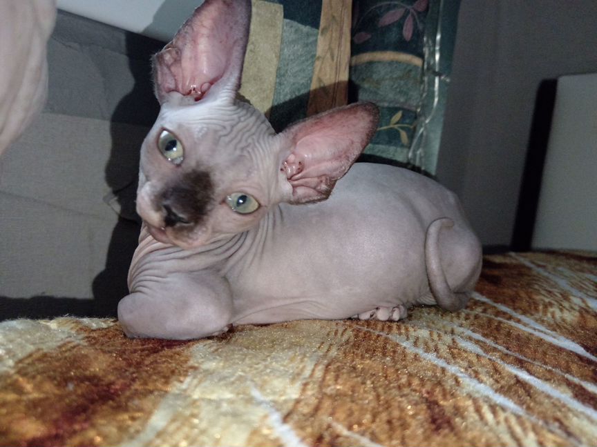 Котик такса