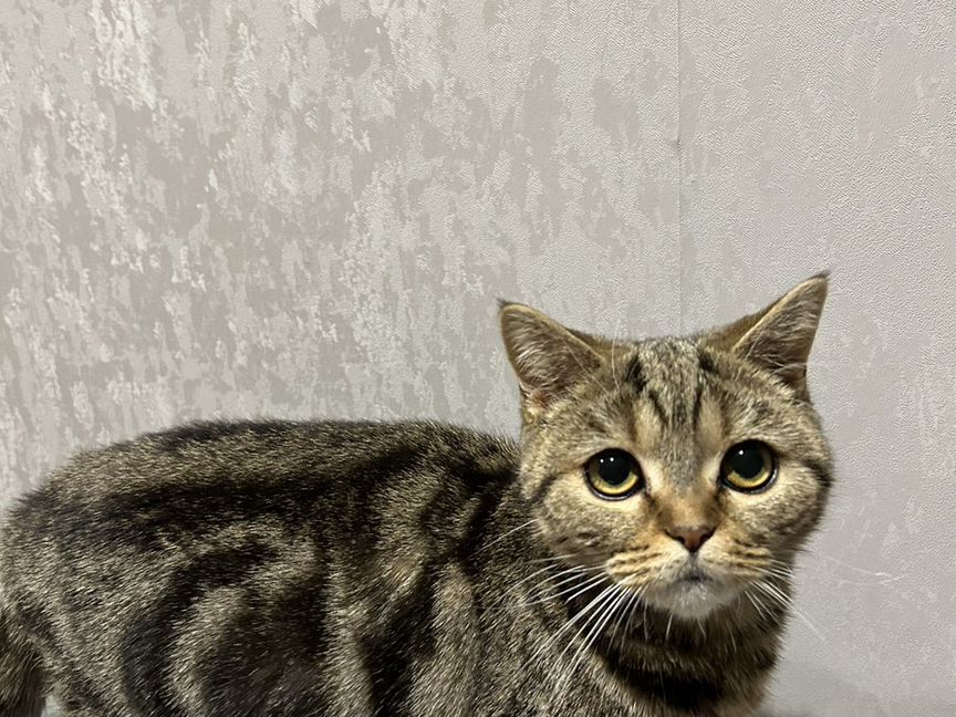 Британская корткошерстная кошка