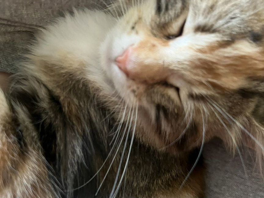 Кошка