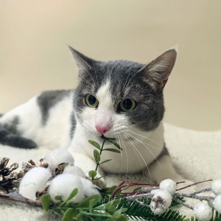 Взрослый кот в добрые руки