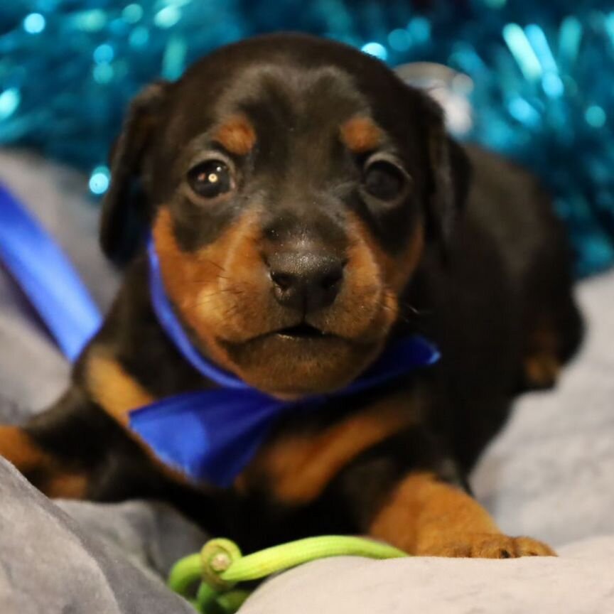 Цвергпинчер, щенок