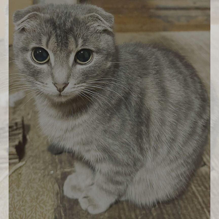 Котята в добрые руки мальчики 6 мес