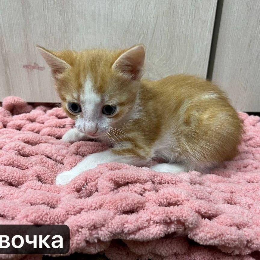 Отдам котят, возрат 3 месяца