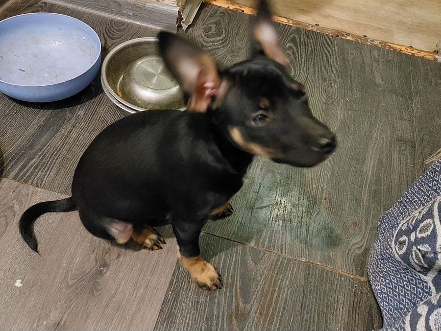 Отдам маленькую собачку. потеряшка