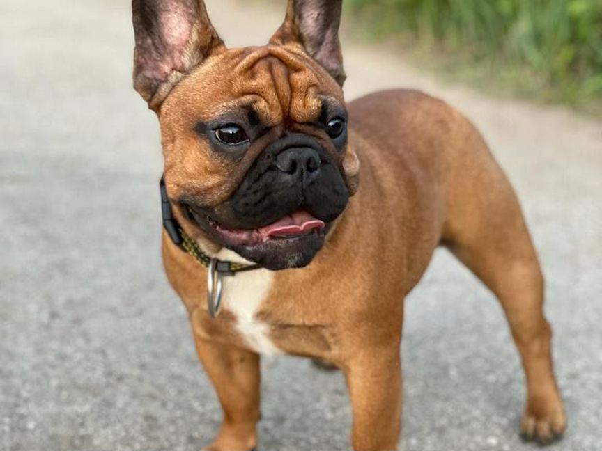 Французский бульдог кабель вязка