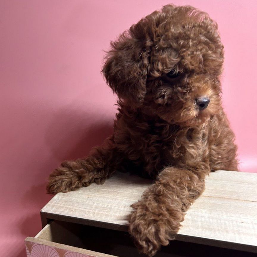 Той-пудель, щенок