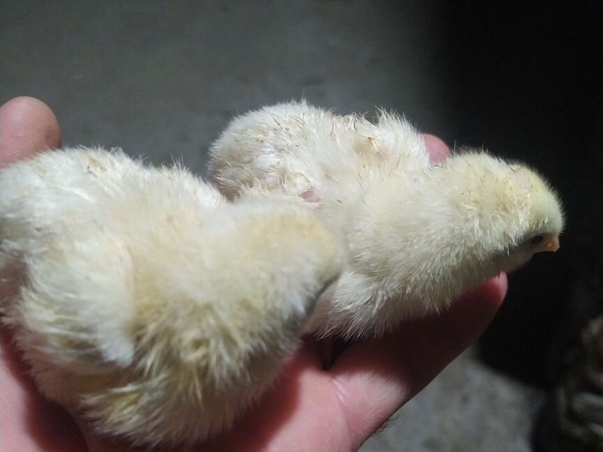 Цеплят бройлеры