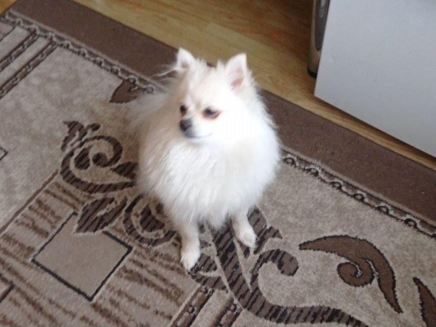Белый померанский шпиц