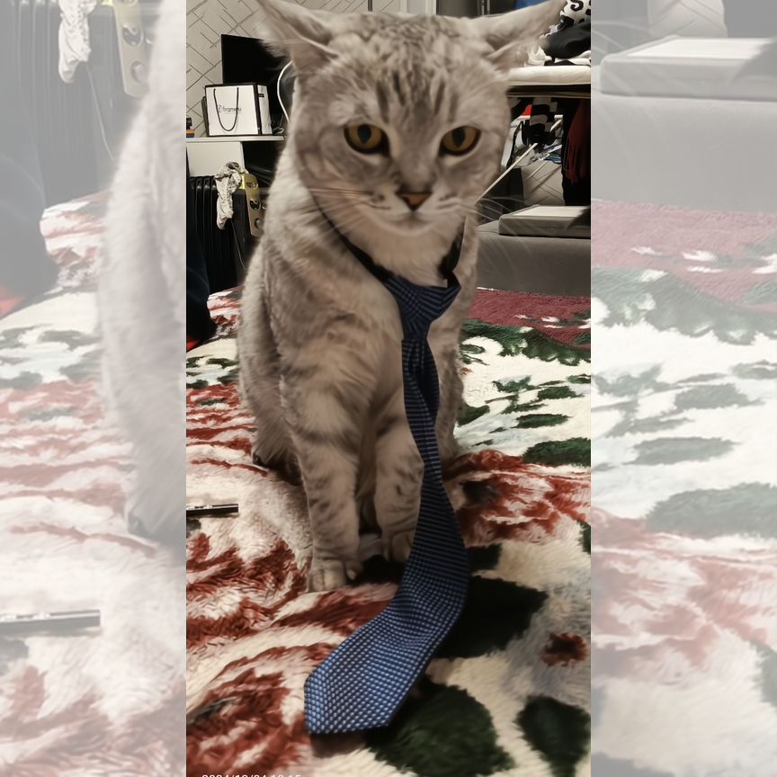 Британский короткошёрстный, взрослый кот