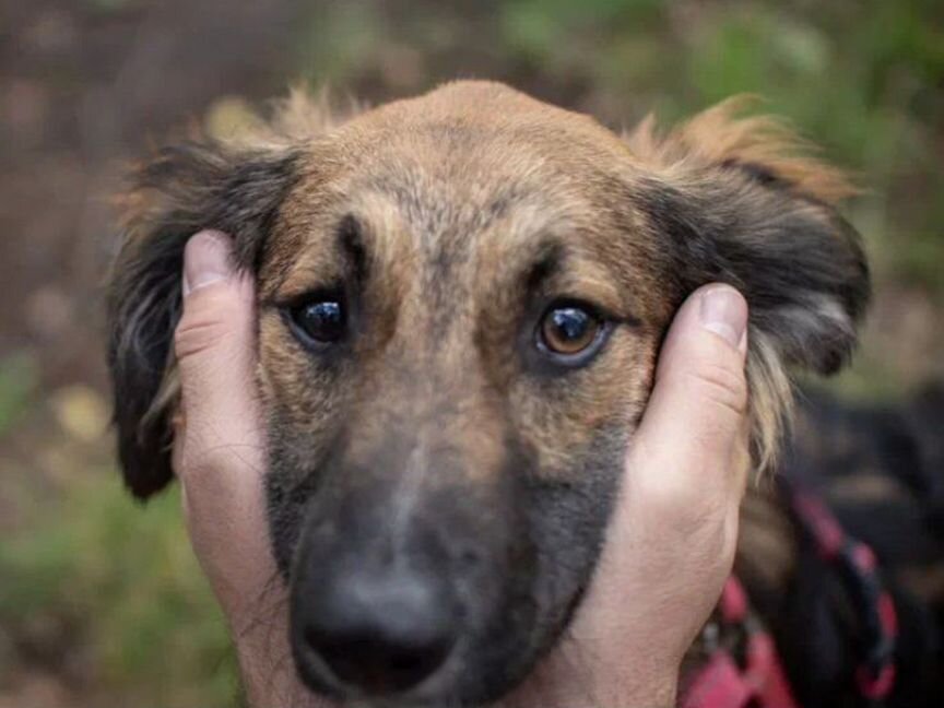 Джонни живет в приюте