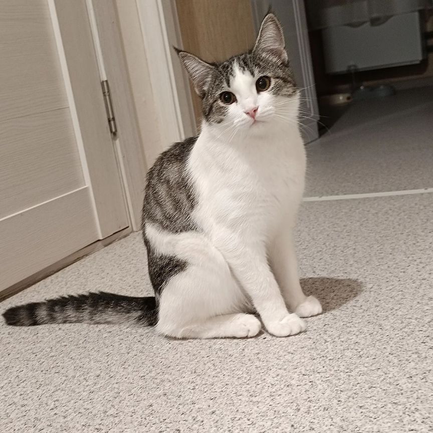 Кошечка 7 месяцев