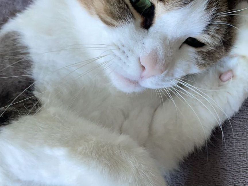 Кошка