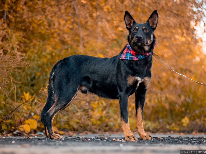 Дружелюбный Антей ищет дом