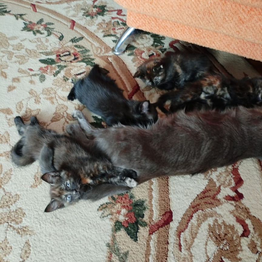 Котята в добрые руки