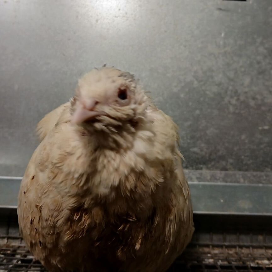 Перепела мальчики