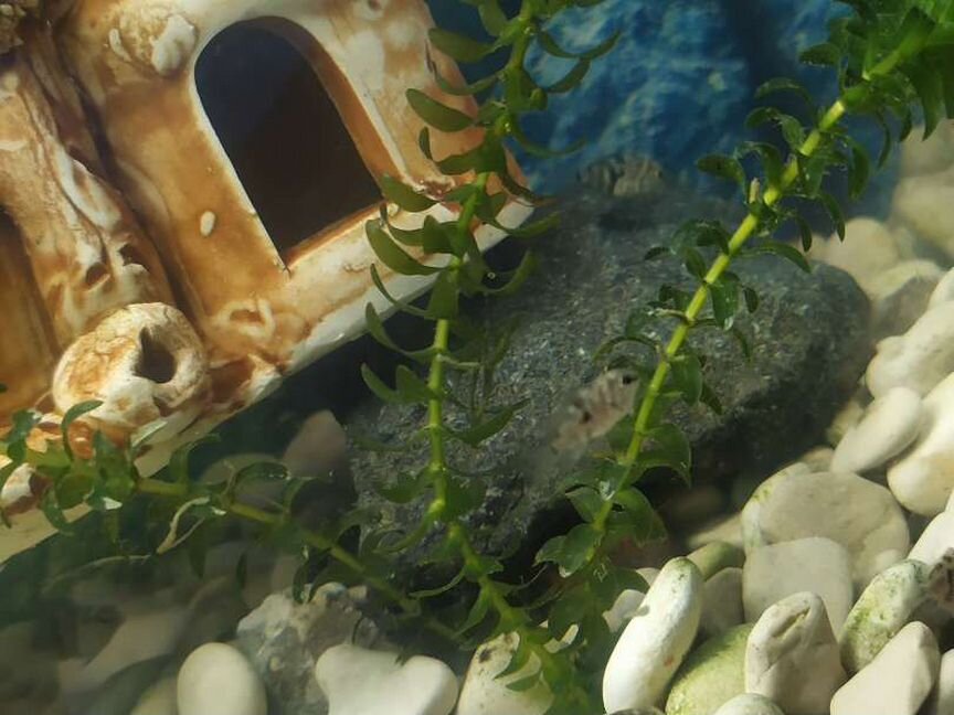 Аквариумные водоросли