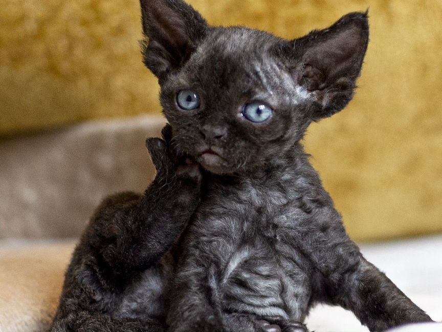 Котенок Девон-рекс Devon Rex