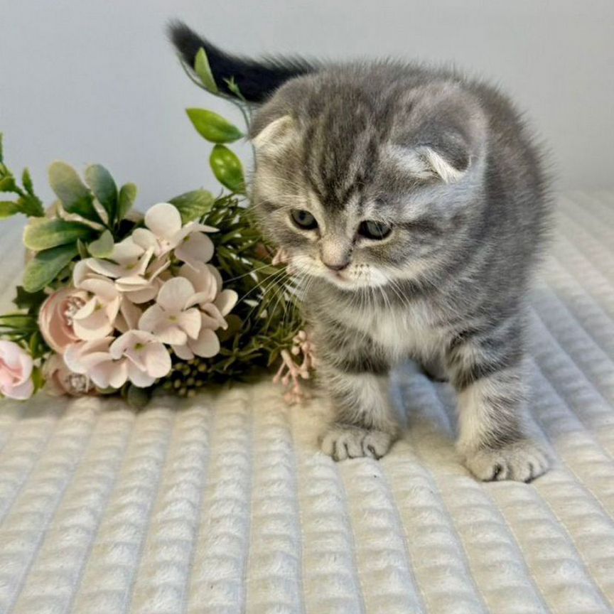 Шотланские вислоухие котята
