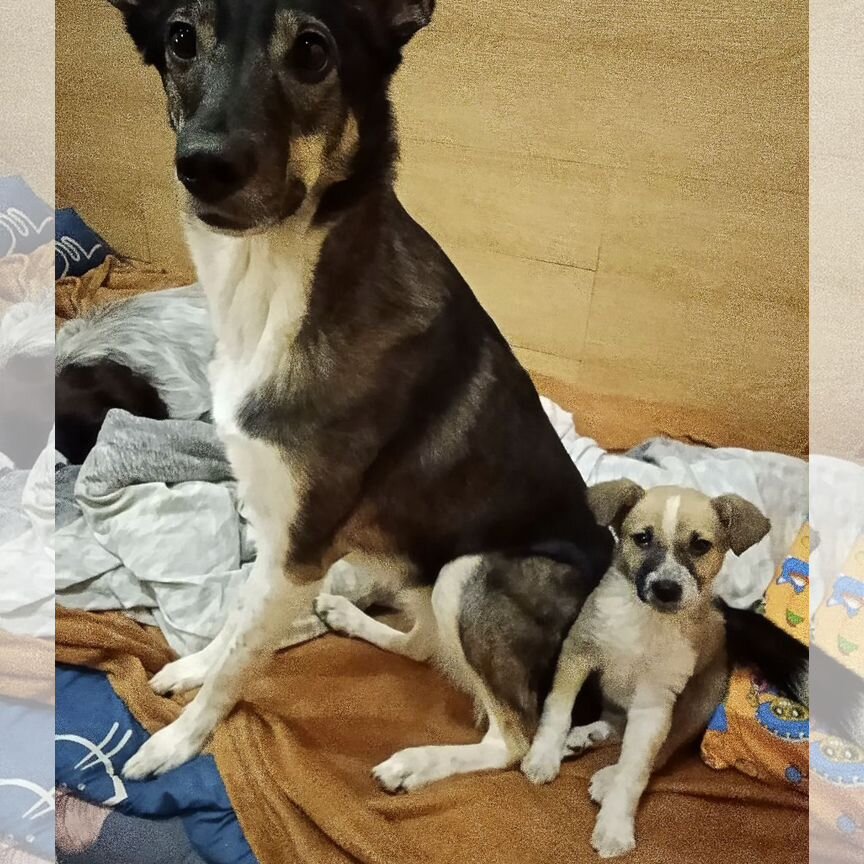 Взрослая собака в добрые руки