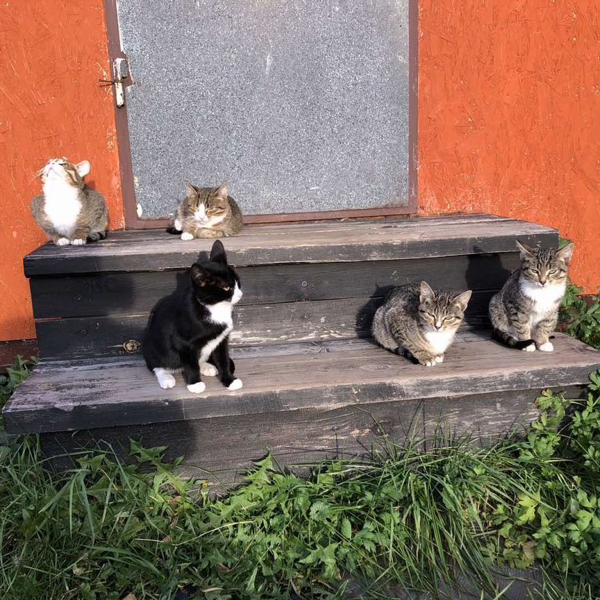 Котята бесплатно