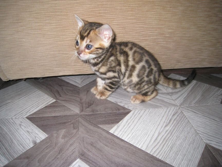 Бенгальские котята