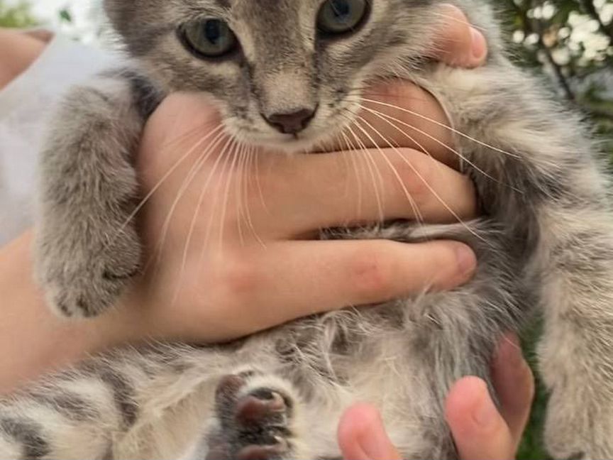 Серенький Котёнок-мальчик