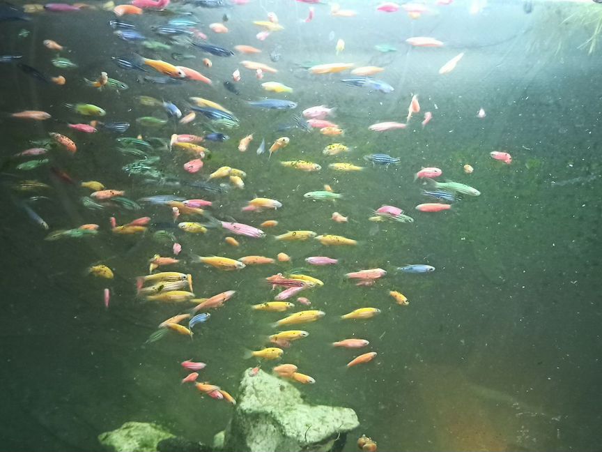 Аквариумные рыбки данио