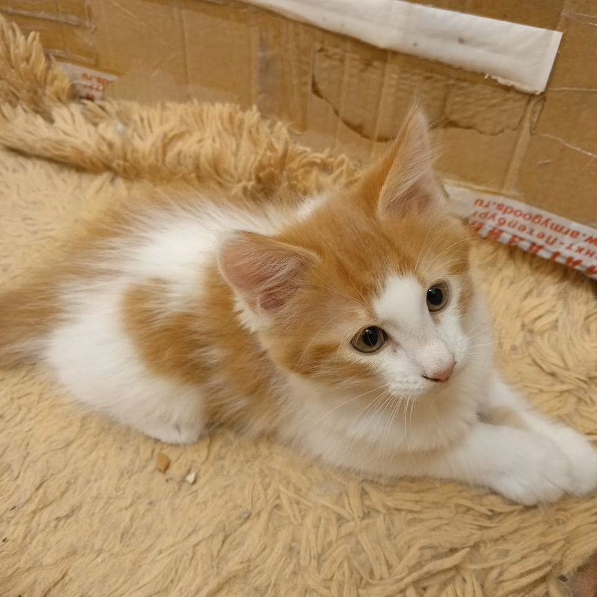 Котята