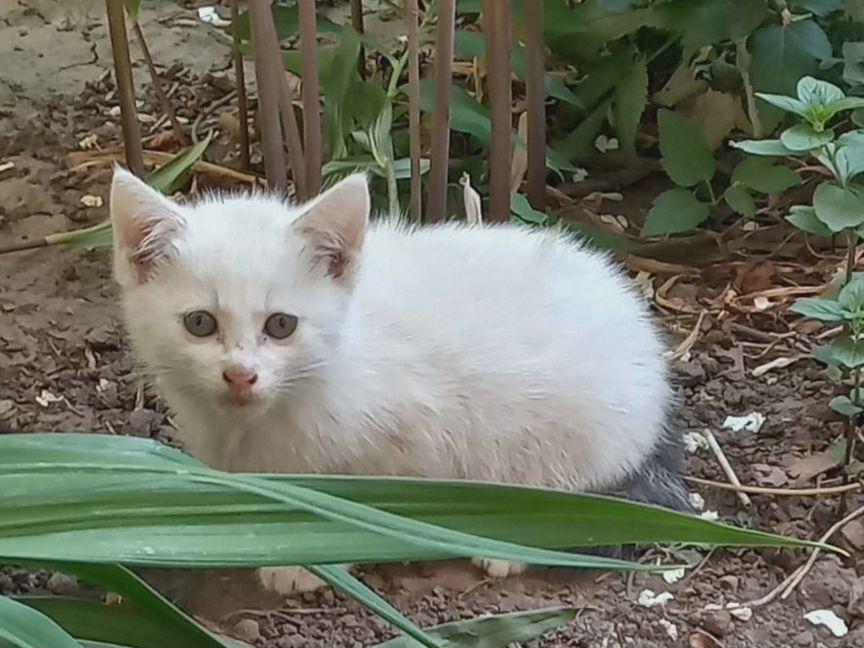 Котенок голодает. Нужен дом или передержка