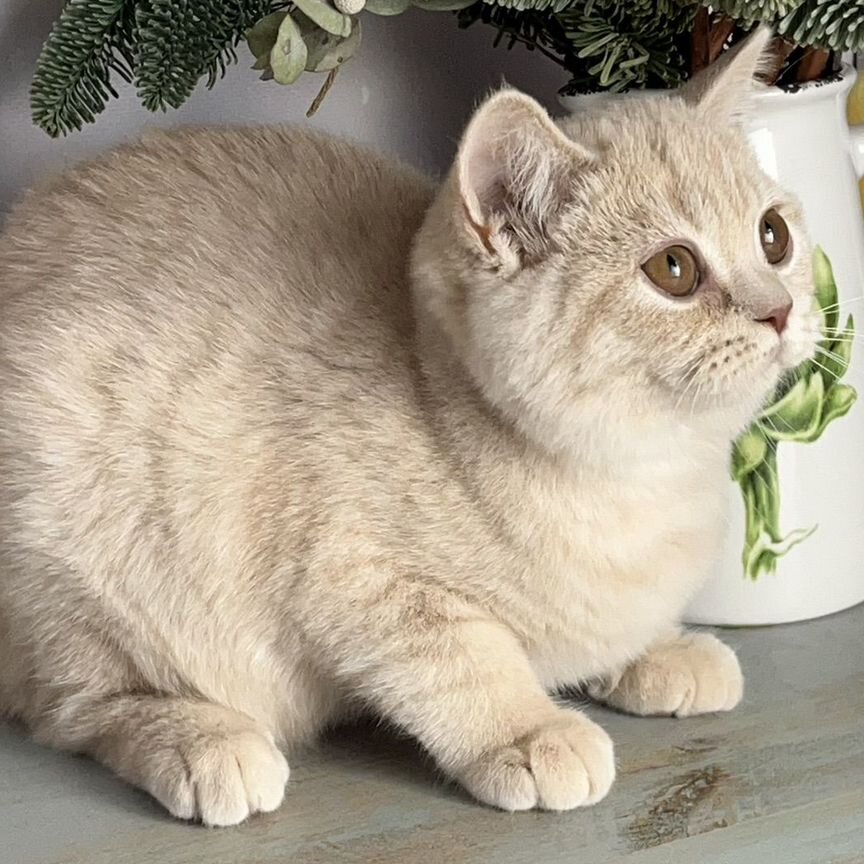 Британский кремовый котик