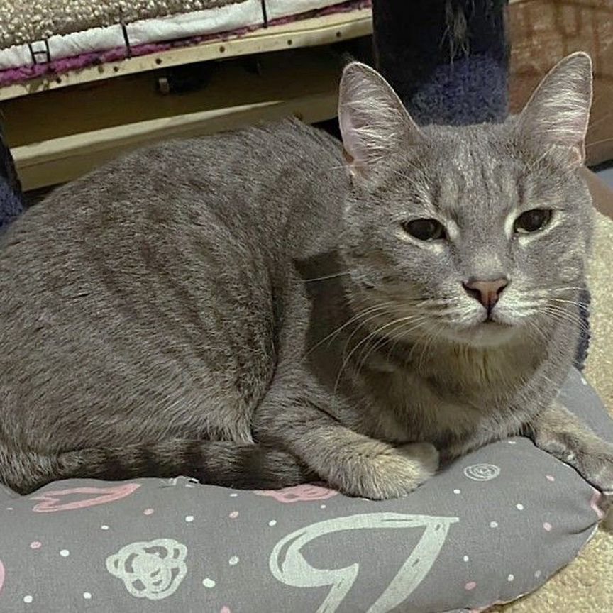 Кот очень добрый и умный дымчатый