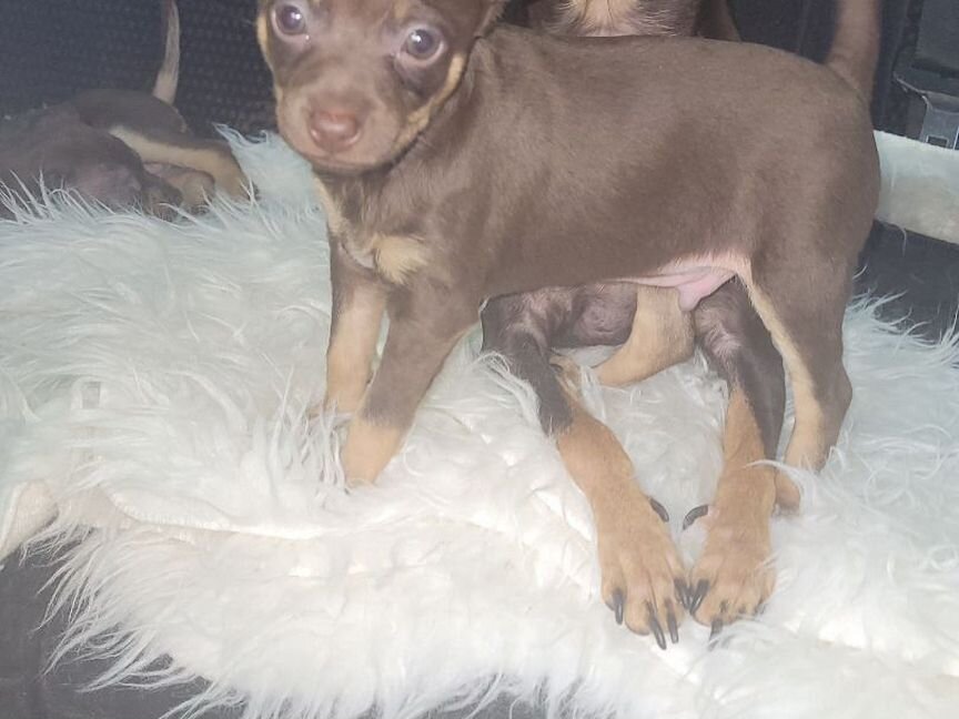 Мини той-терьер щенки