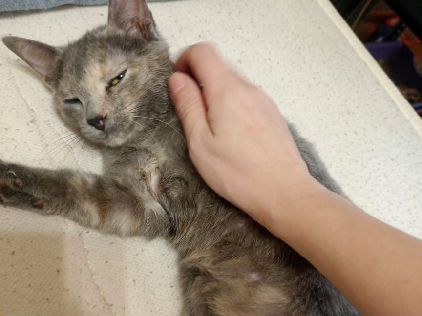 Котята в добрые руки девочка