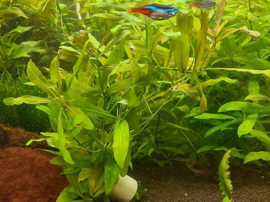 Гигрофила многосеменная