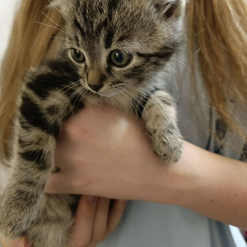 Котёнок ждет заботливую семью