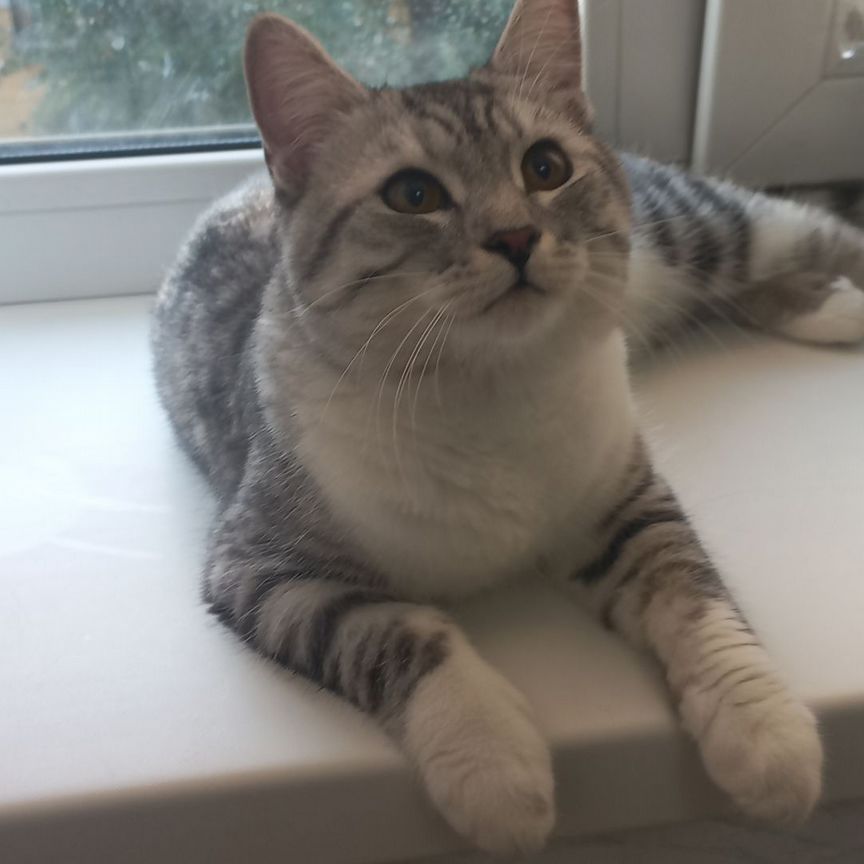 Отдам в добрые руки кошечку британка