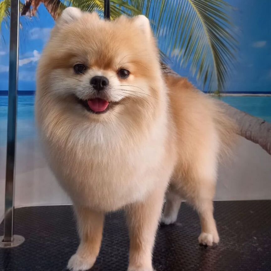 Померанский шпиц