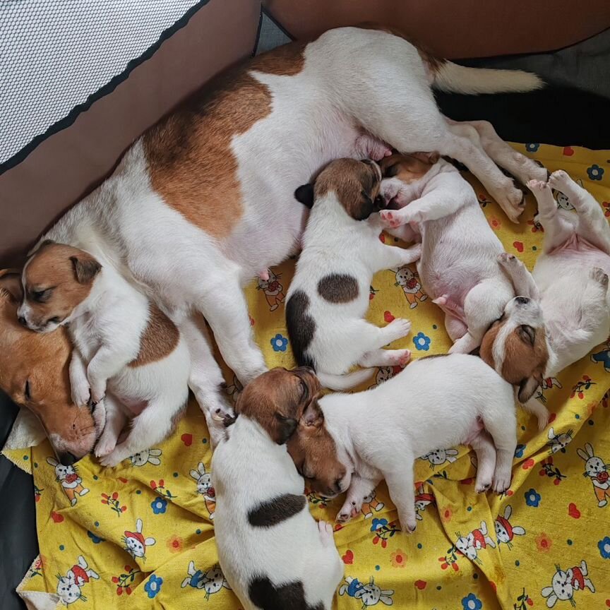 Щенки джек рассел терьер