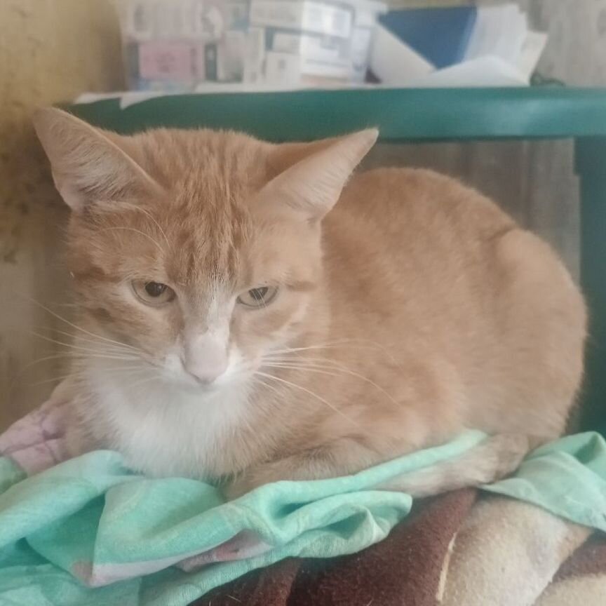 Взрослая, кошка в добрые руки