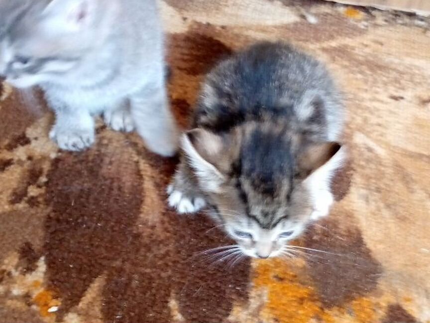 Котята в добрые руки бесплатно