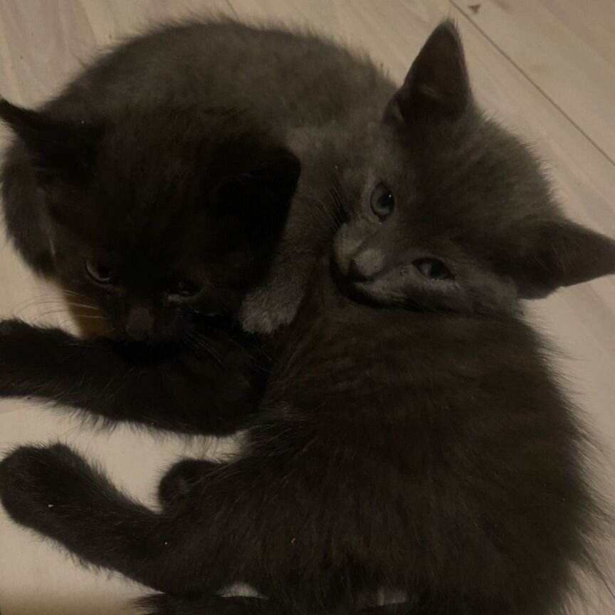 Котята русская голубая