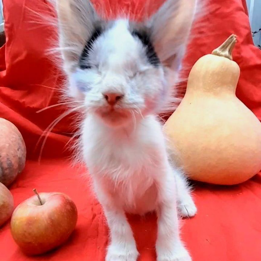 Котенок который видит сердцем в дар