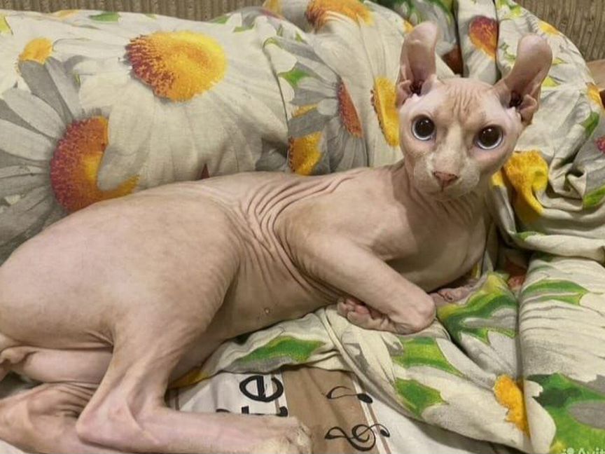 Эльф Канадец